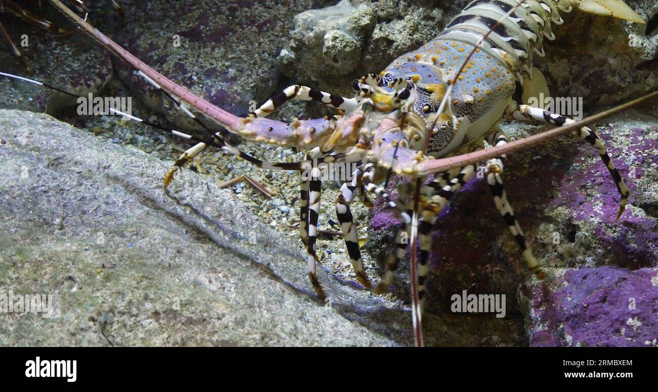 Painted Spiny Lobster or Painted Rock Lobster, panulirus versicolor ...