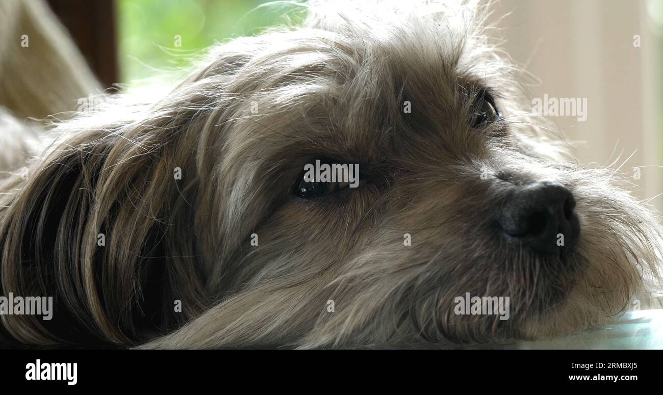 Havana Silk Dog or Havanese Bichon Dog, Portrait of Female Stock Photo ...