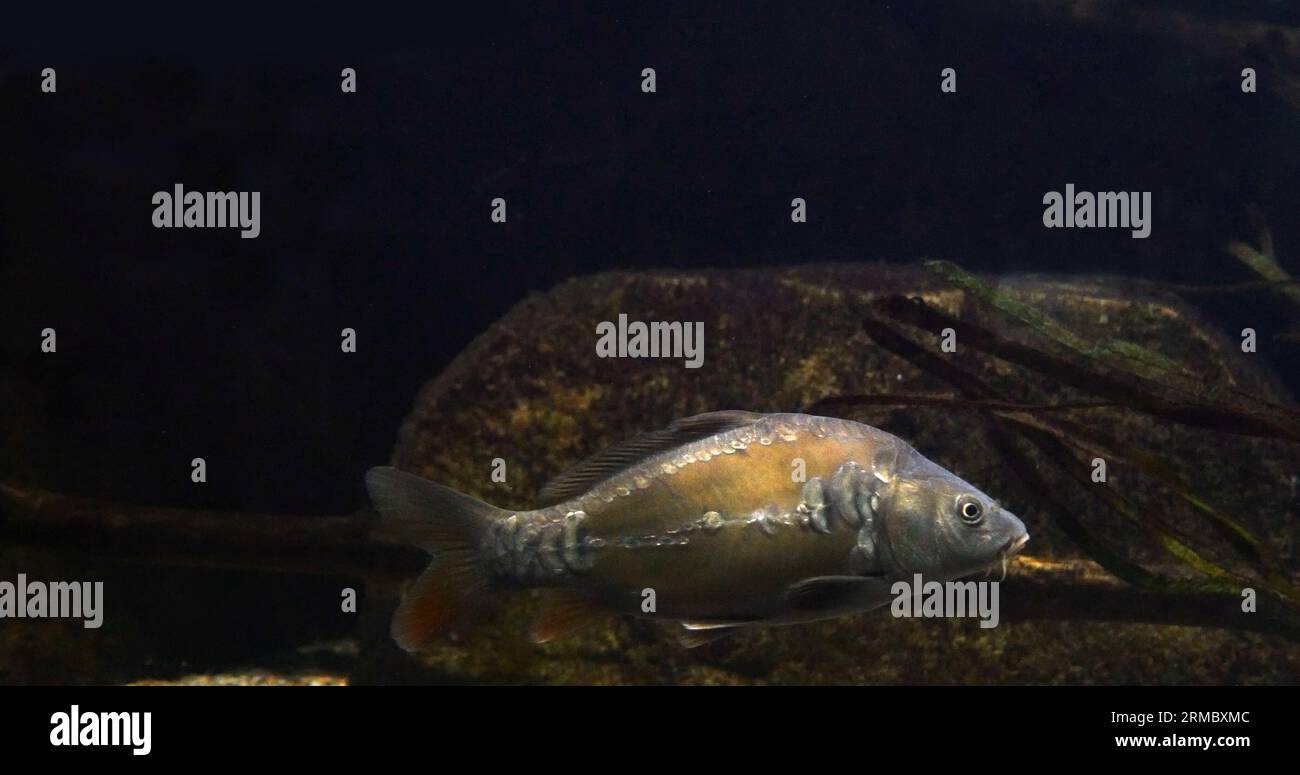 Mirror carp, Cyprinus carpio carpio, Adult Swimming in a Freshwater ...