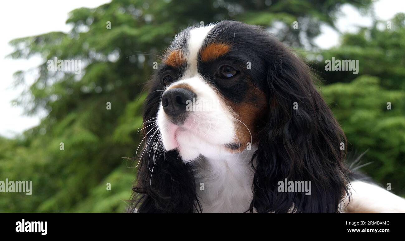 Cavalier King Charles Spaniel, Portrait of Male, France Stock Photo - Alamy