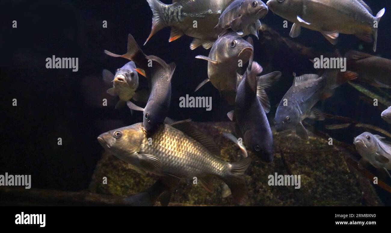 Mirror carp, Cyprinus carpio carpio, Adults Swimming in a Freshwater ...