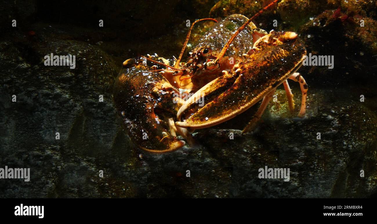Lobster, homarus gammarus, Adult in a Seawater Aquarium in France Stock ...