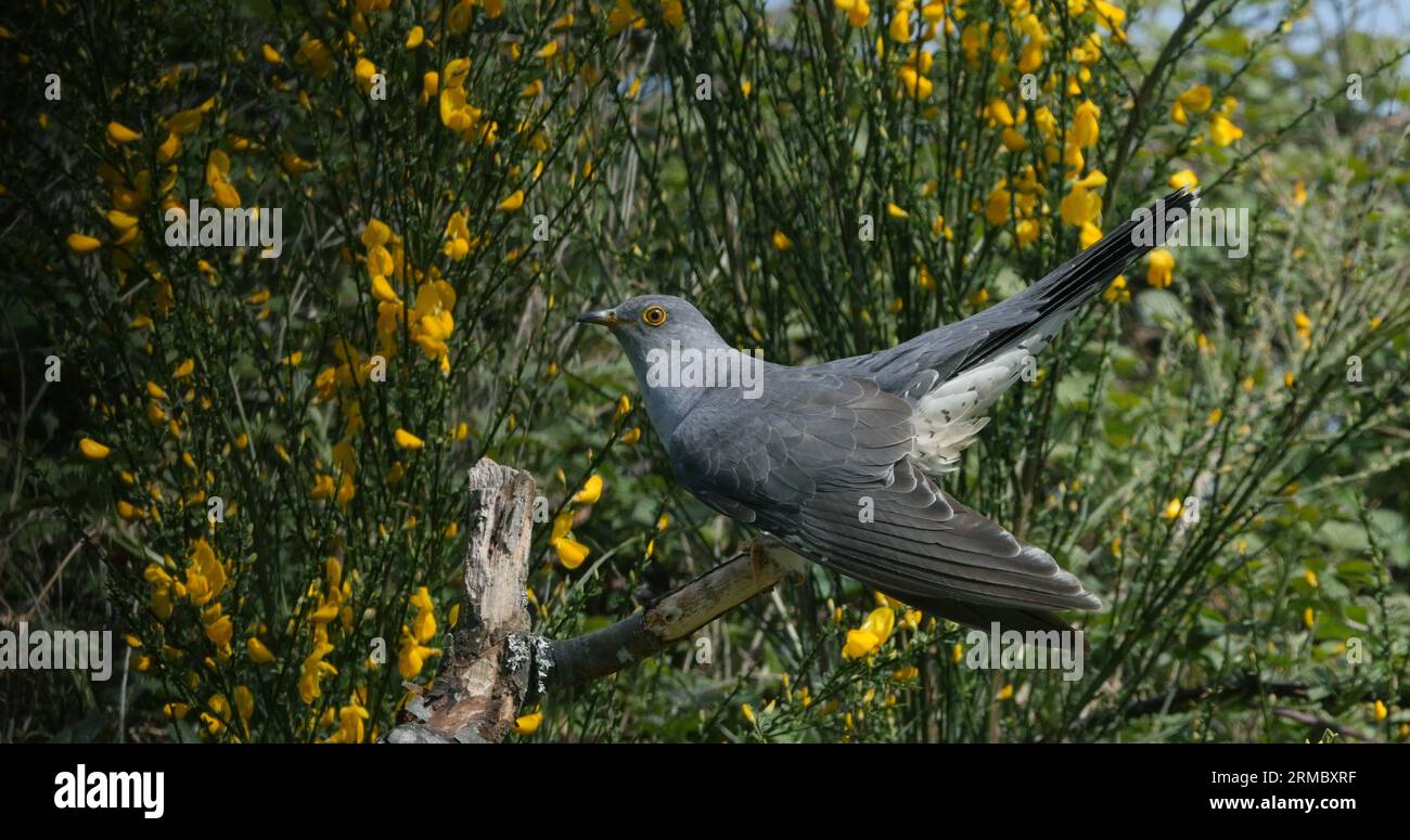 Common Cuckoo, cuculus canorus, Adult standing on branch, Normandy in ...
