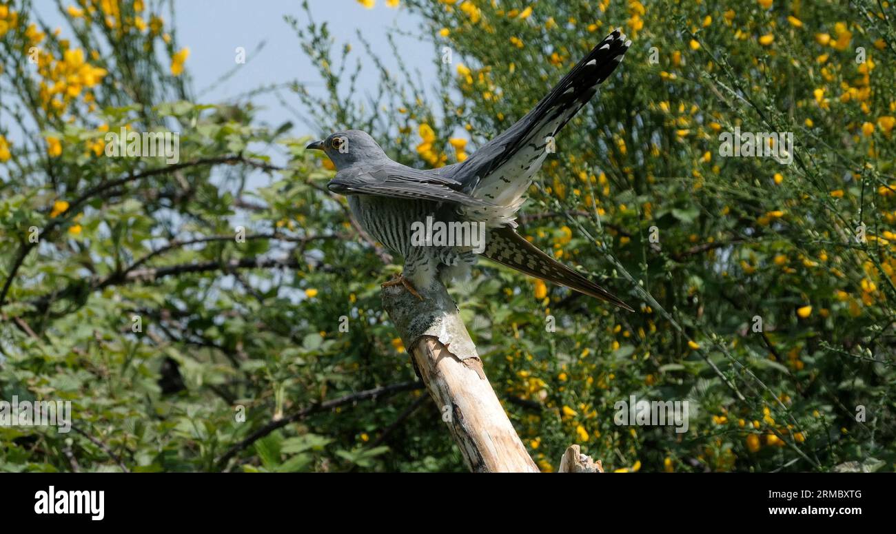 Common Cuckoo, cuculus canorus, Adult standing on branch, Normandy in ...