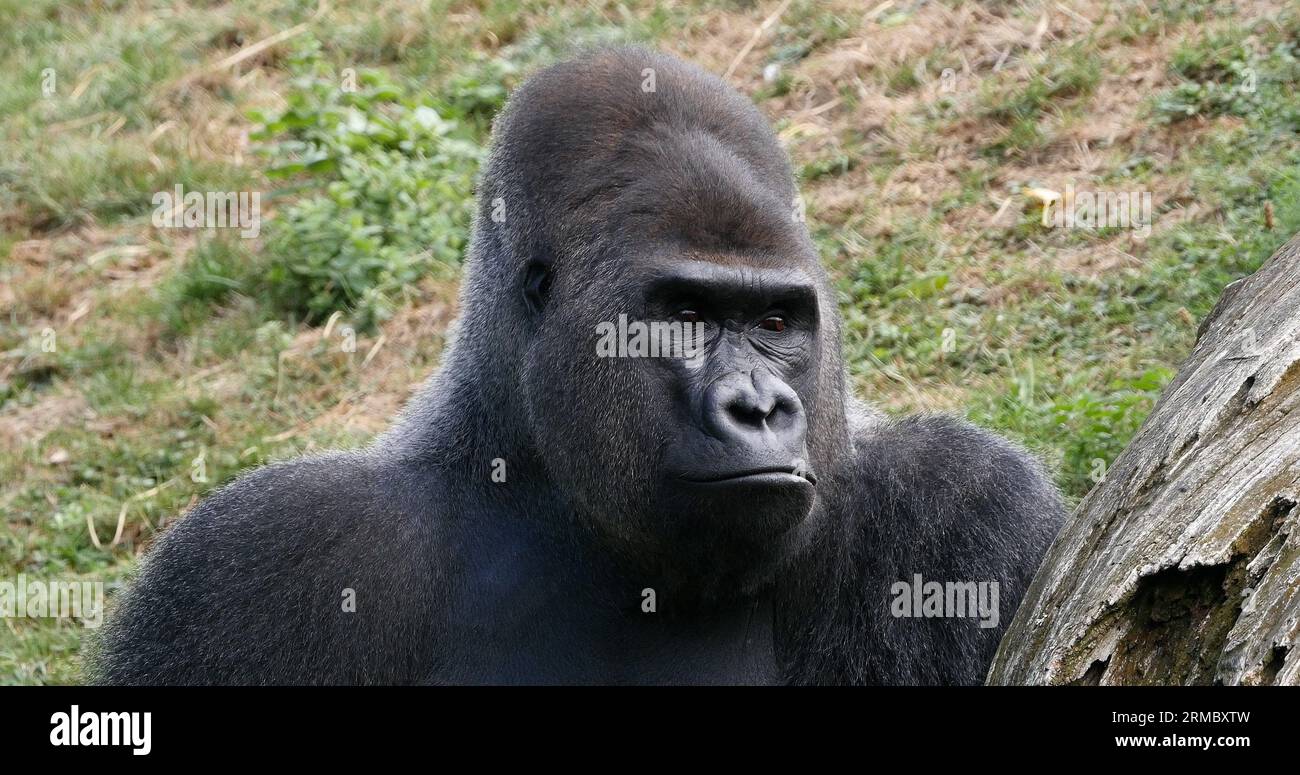 Eastern Lowland Gorilla, gorilla gorilla graueri, Silverback Male Stock ...