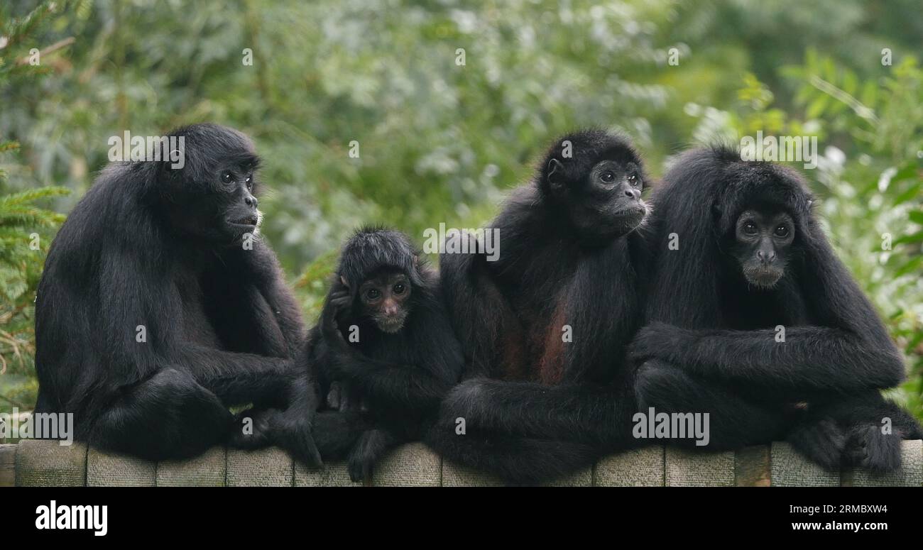 Brown Headed Spider Monkey, ateles fusciceps rufiventris, Group of ...
