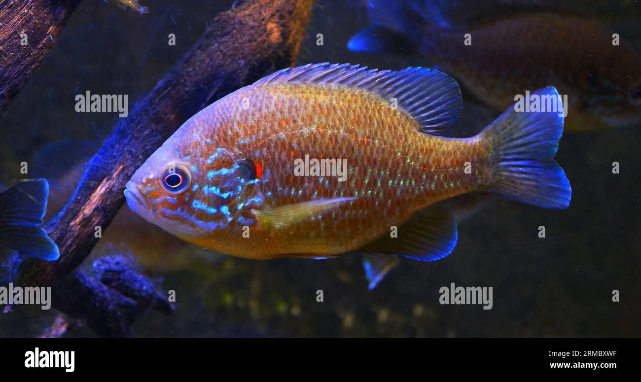 Fish perch freshwater in aquarium hi-res stock photography and images ...