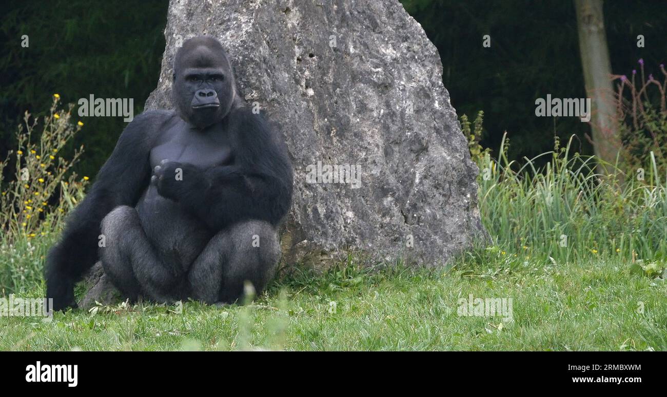 Eastern Lowland Gorilla, gorilla gorilla graueri, Silverback Male Stock ...