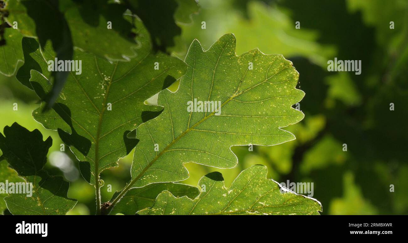 Leaves of English Oak, quercus robur or quercus pedunculata, Forest ...