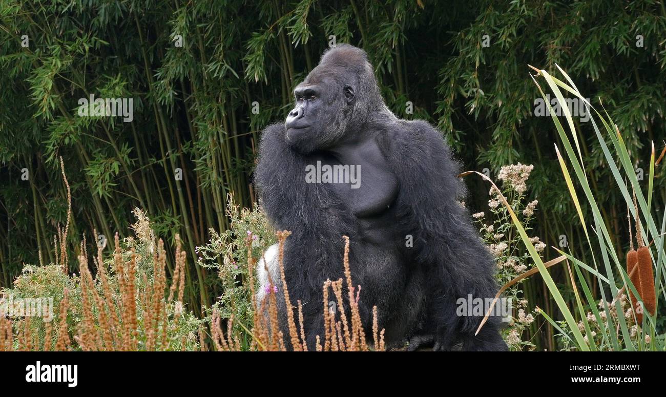 Eastern Lowland Gorilla, gorilla gorilla graueri, Silverback Male Stock ...