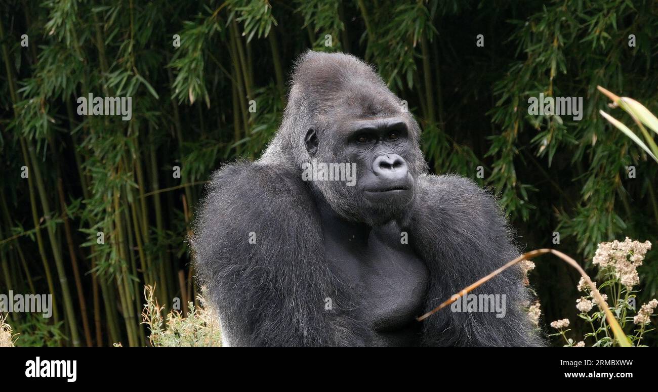 Eastern Lowland Gorilla, gorilla gorilla graueri, Silverback Male Stock ...