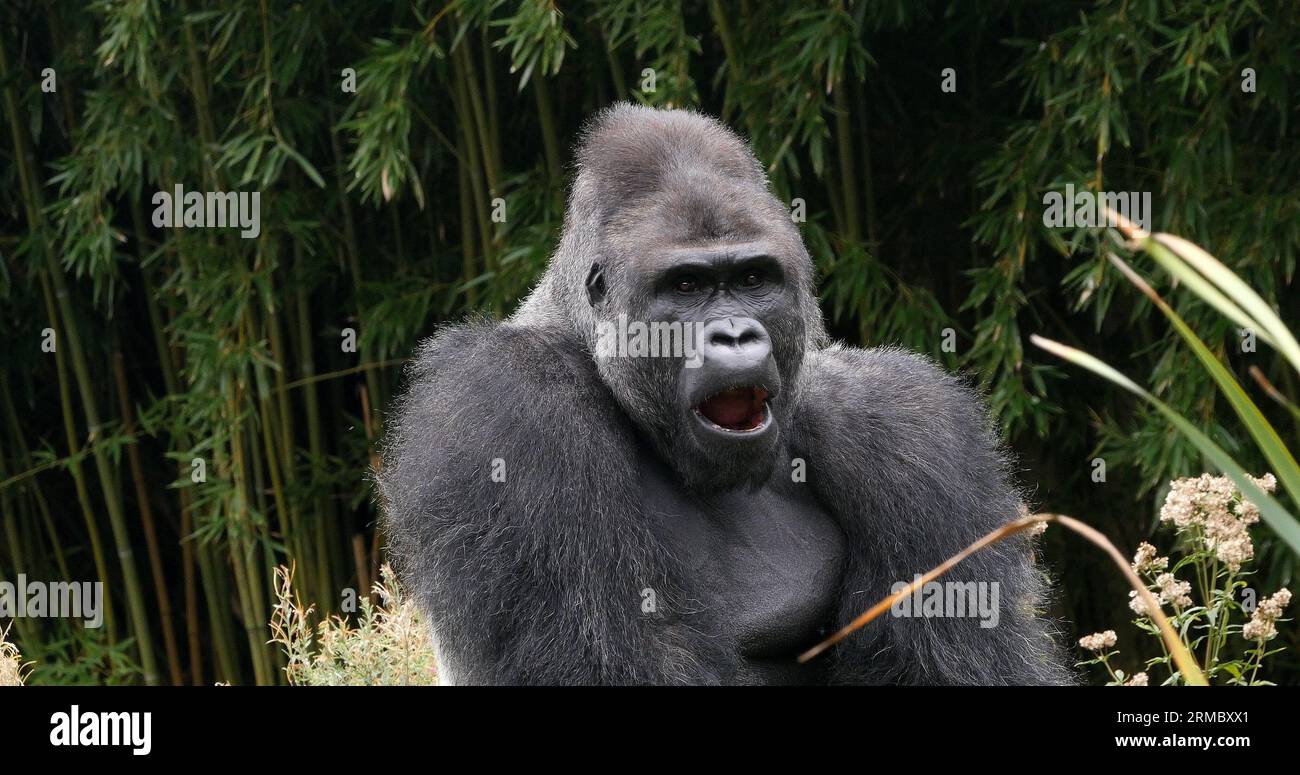 Eastern Lowland Gorilla, gorilla gorilla graueri, Silverback Male ...