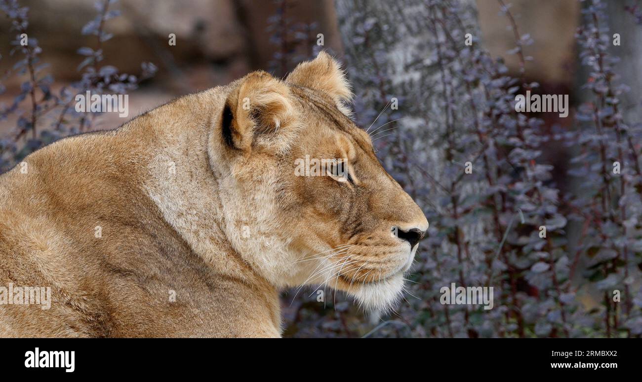 African Lion, panthera leo, Portrait of Female Stock Photo - Alamy