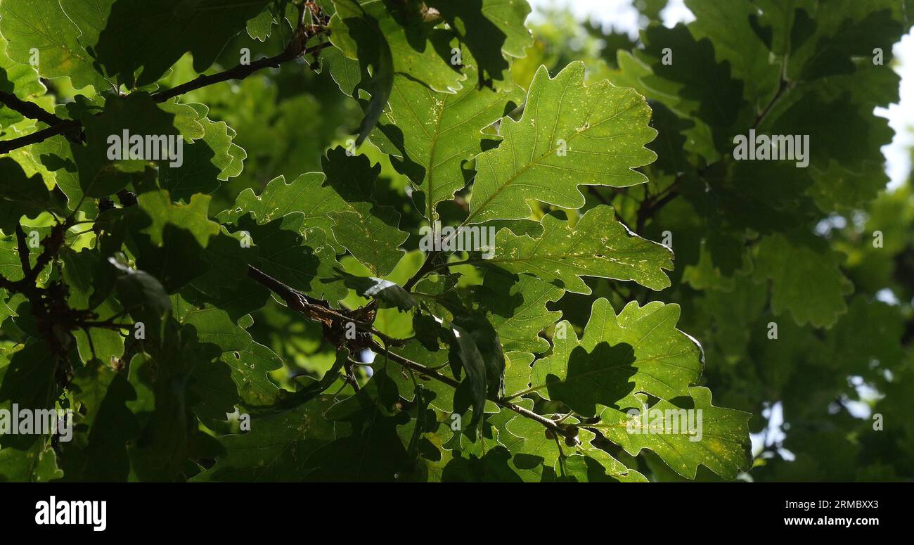 Leaves of English Oak, quercus robur or quercus pedunculata, Forest ...