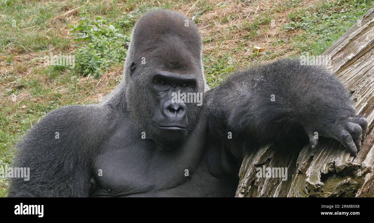 Eastern Lowland Gorilla, gorilla gorilla graueri, Silverback Male Stock ...