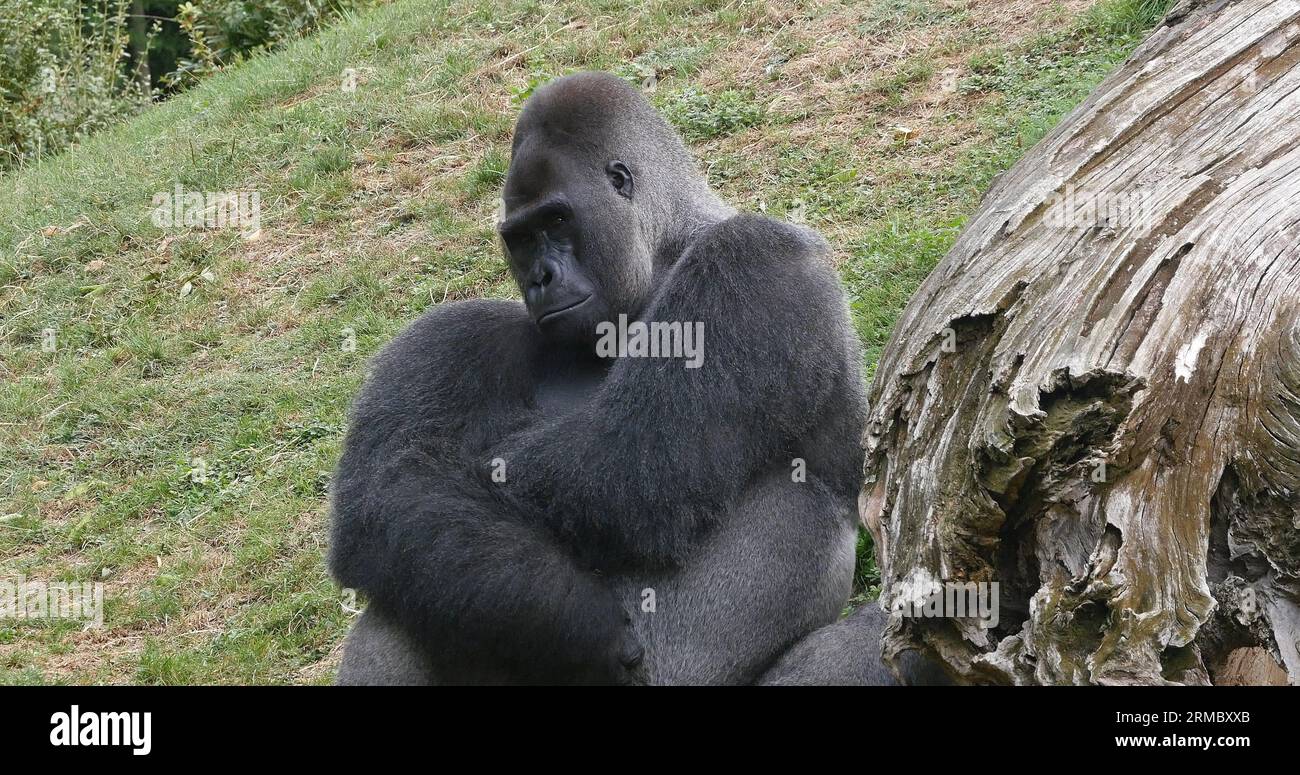 Eastern Lowland Gorilla, gorilla gorilla graueri, Silverback Male Stock ...