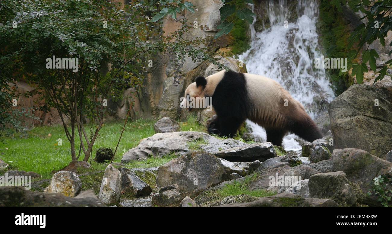 Panda waterfall hi-res stock photography and images - Alamy