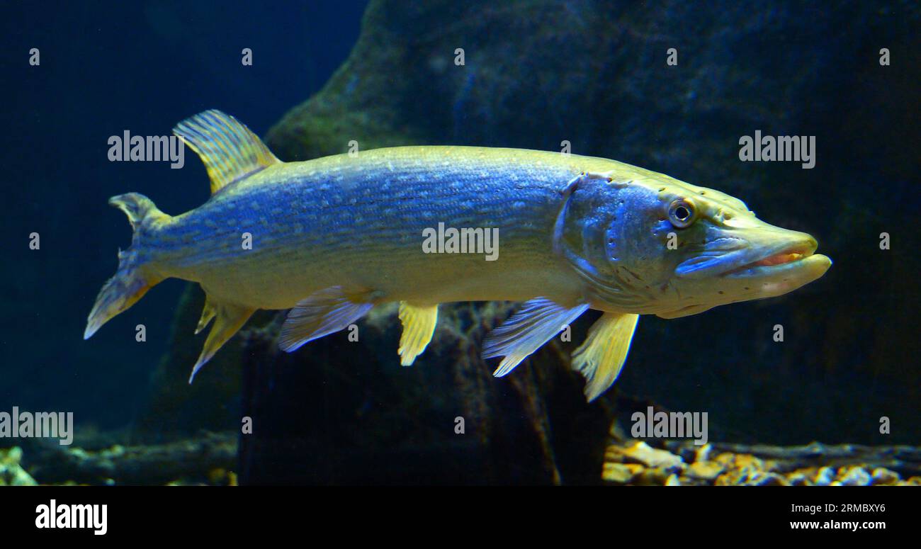 Northern Pike, esox lucius, Adult Swimming in Freshwater Aquarium in ...