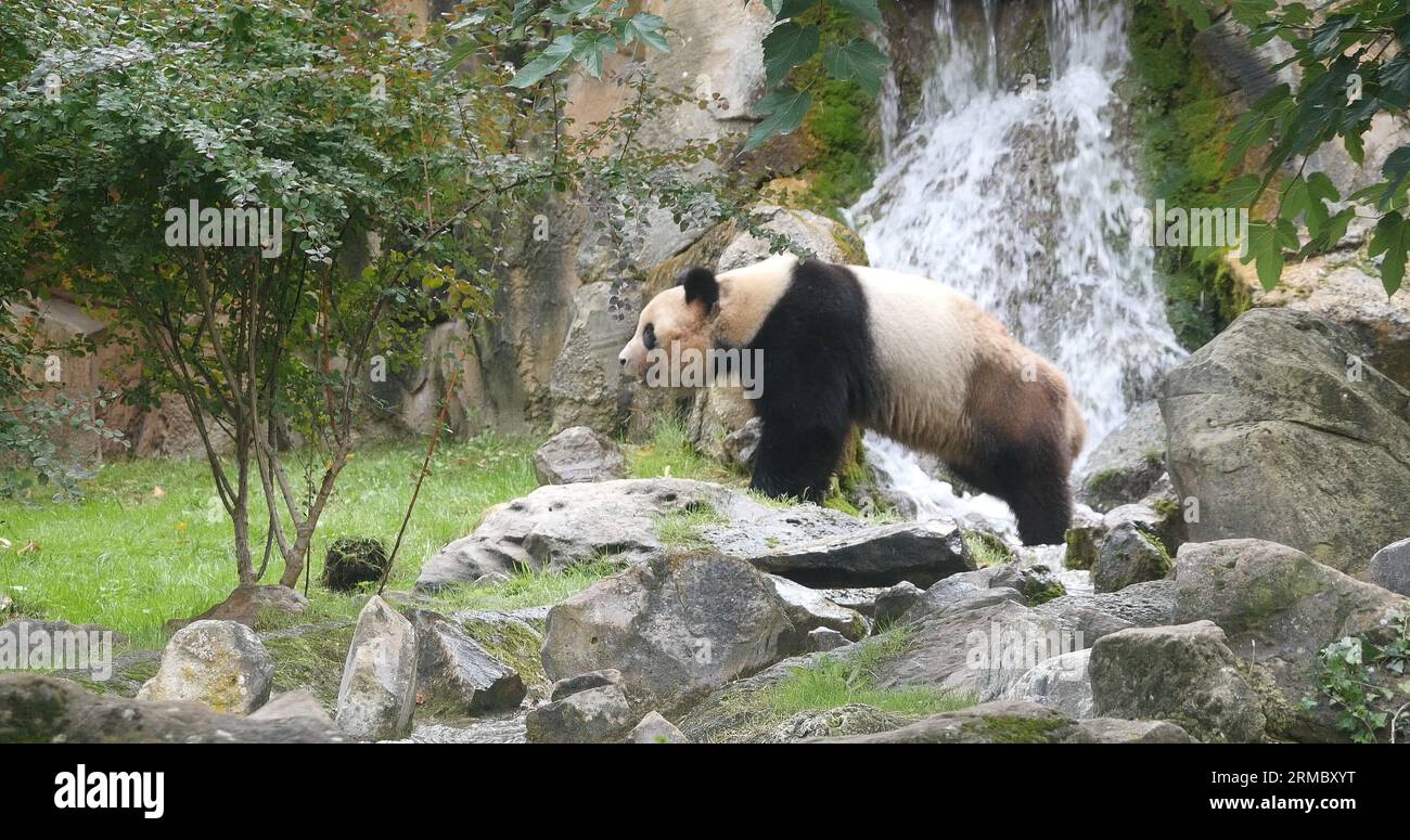 Panda waterfall hi-res stock photography and images - Alamy