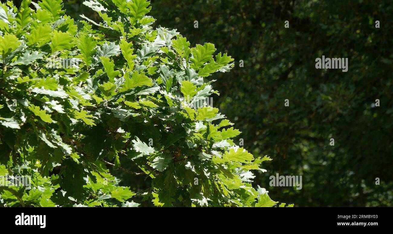 Leaves of English Oak, quercus robur or quercus pedunculata, Forest ...
