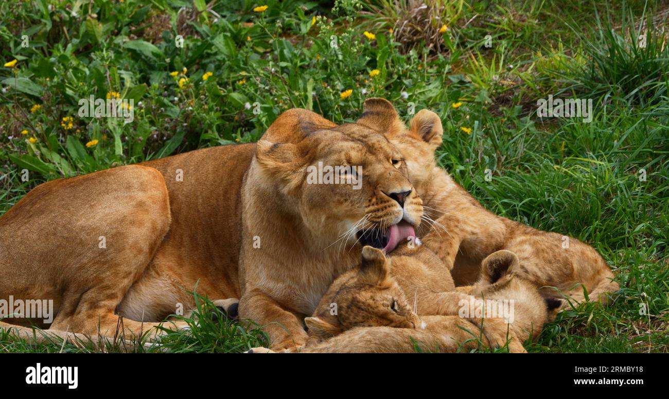 Lioness washing cub hi-res stock photography and images - Alamy