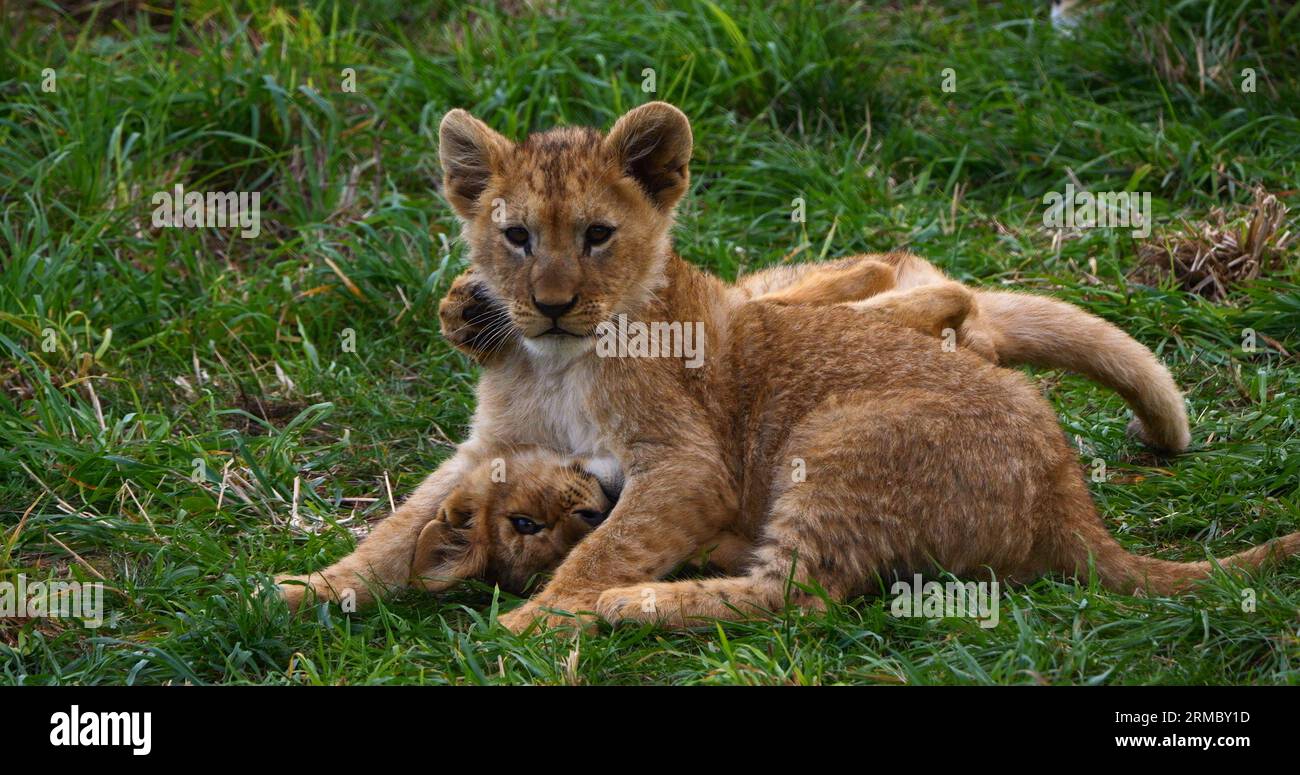 African Lion, panthera leo, Cub Playing Stock Photo - Alamy