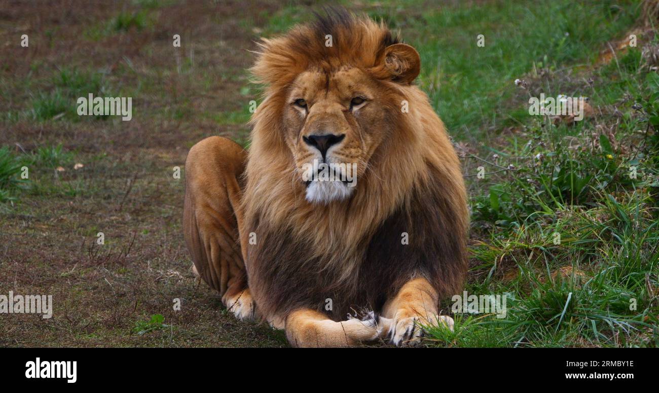 African Lion, panthera leo, Male with a nice Mane Stock Photo - Alamy