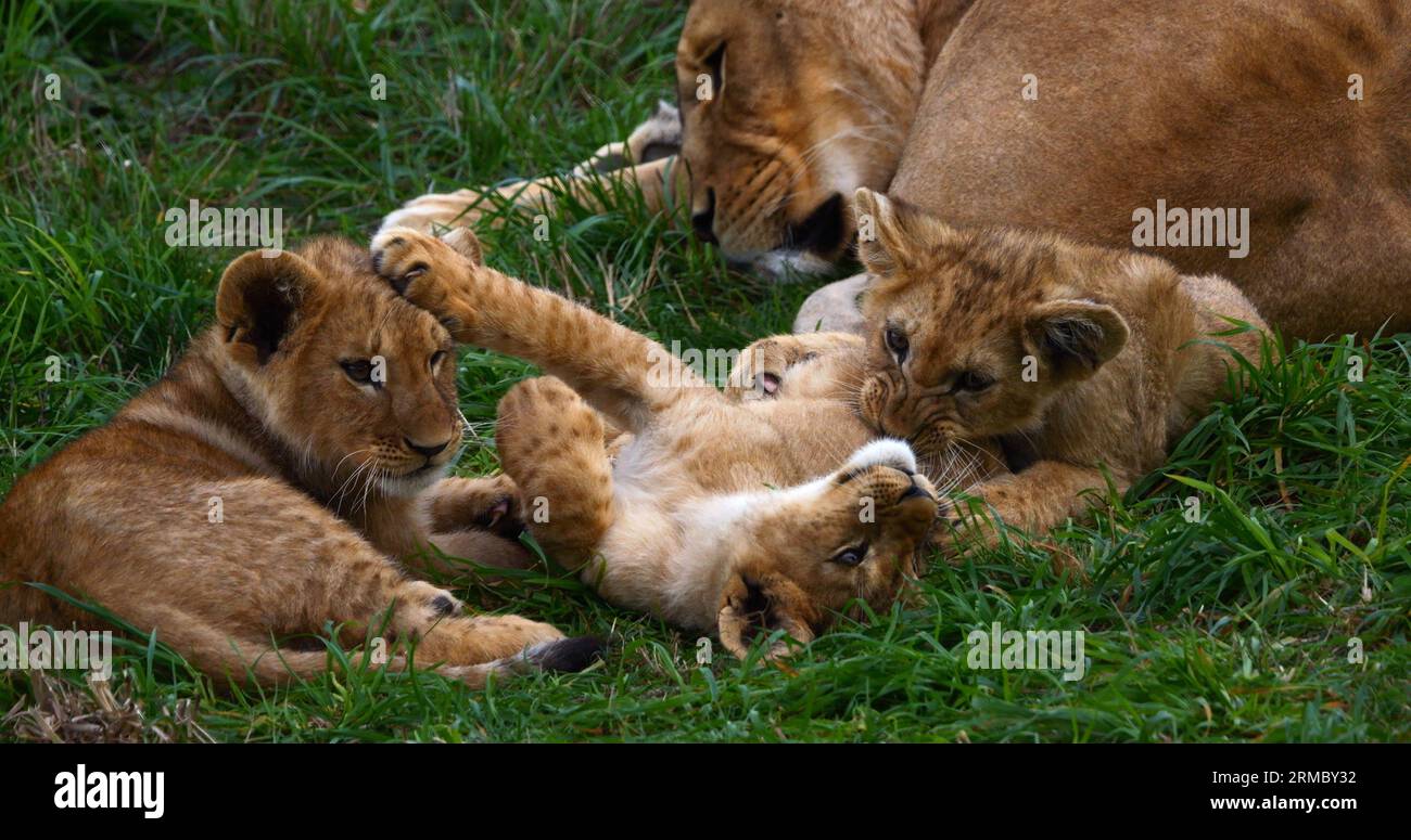 African Lion, panthera leo, Mother and Cub Stock Photo - Alamy