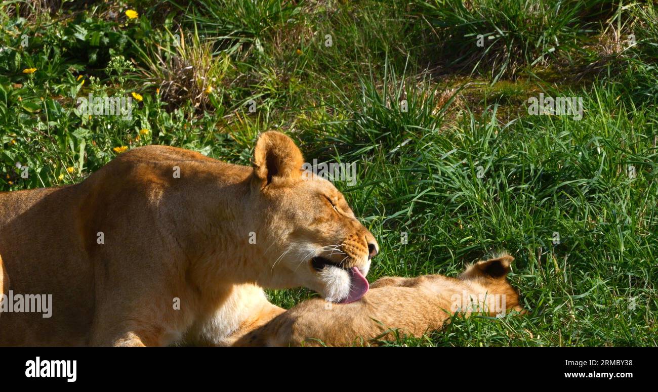 Lioness washing cub hi-res stock photography and images - Alamy