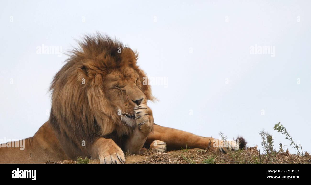 Male lion washing hi-res stock photography and images - Alamy