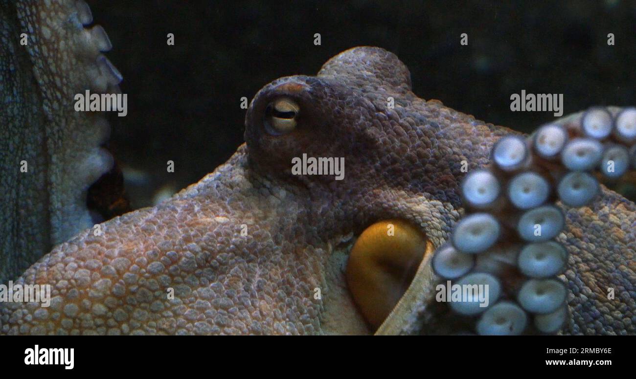 Common Octopus, octopus vulgaris, Adult showing Tentacles, Seawater ...