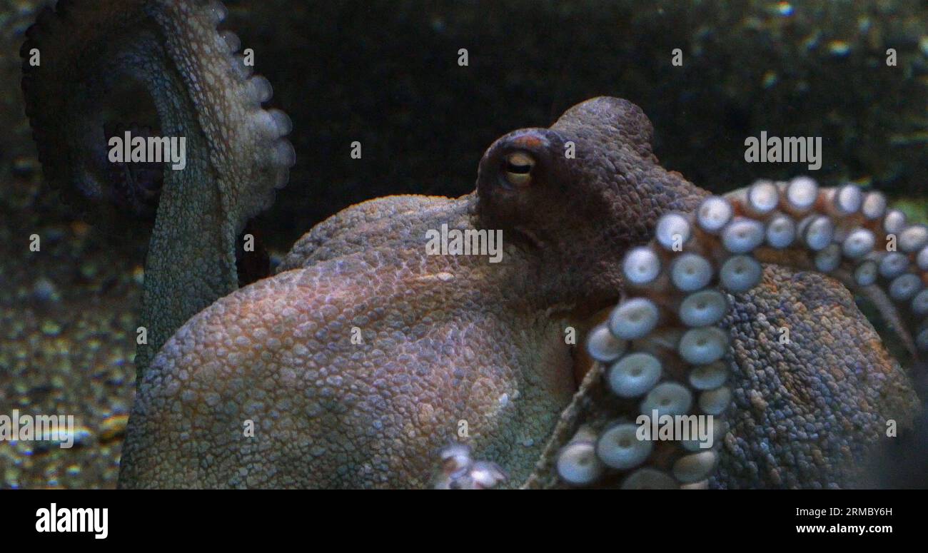 Common Octopus, octopus vulgaris, Adult showing Tentacles, Seawater ...