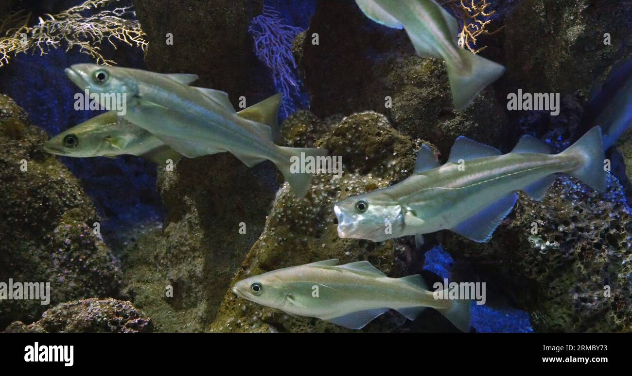 European pollock, pollachius pollachius, Fishes Swimming Stock Photo ...