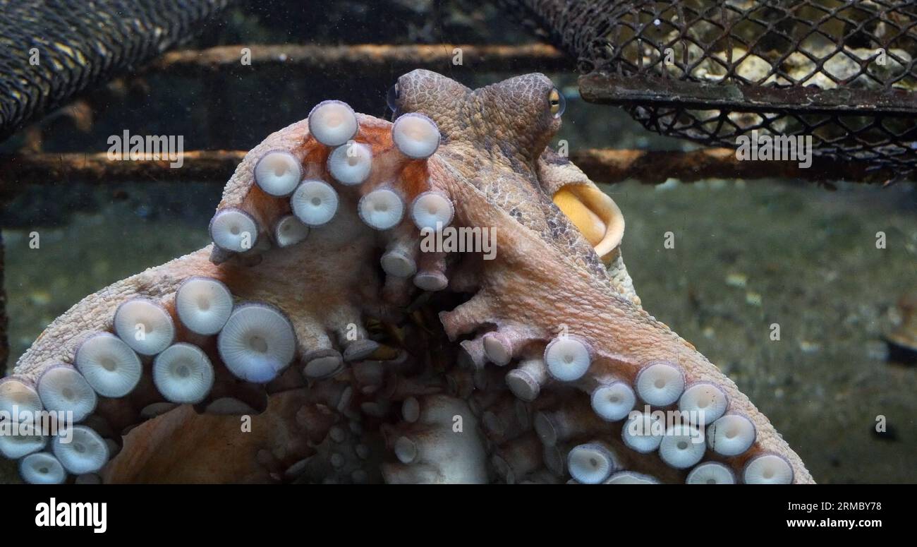Common Octopus, octopus vulgaris, Adult showing Tentacles, Seawater ...