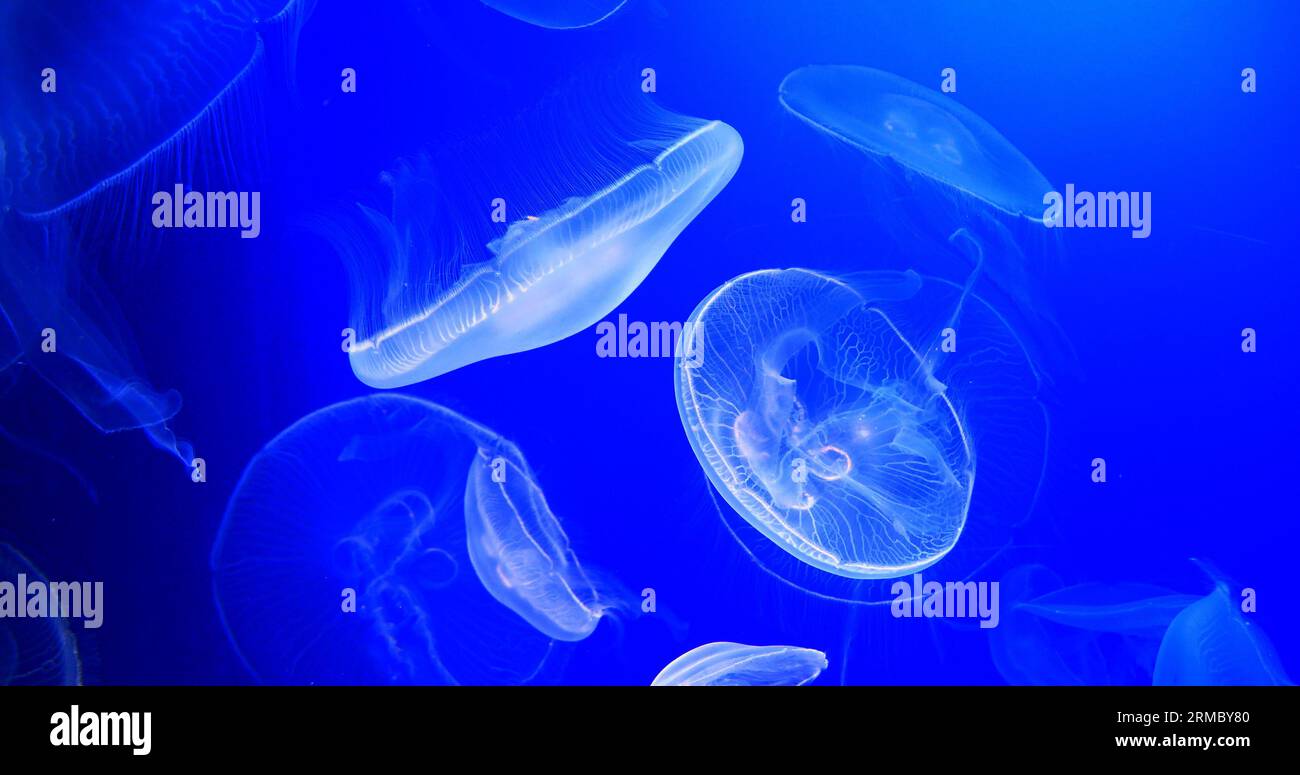Common Jellyfish or Moon Jellyfish, urelia aurita, Group Swimming Stock ...