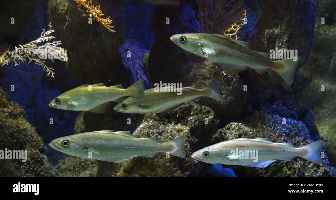 European pollock, pollachius pollachius, Fishes Swimming Stock Photo ...