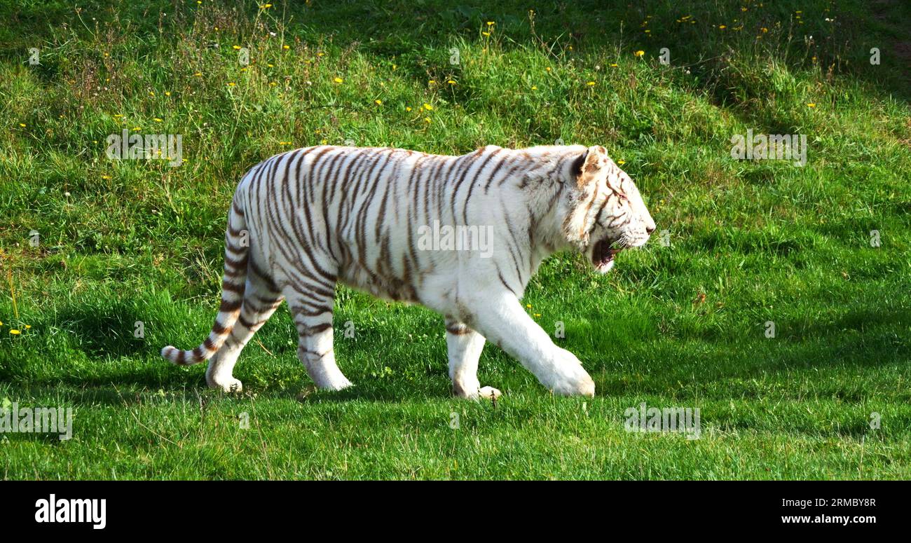 White Tiger, panthera tigris, Adult Walking Stock Photo - Alamy