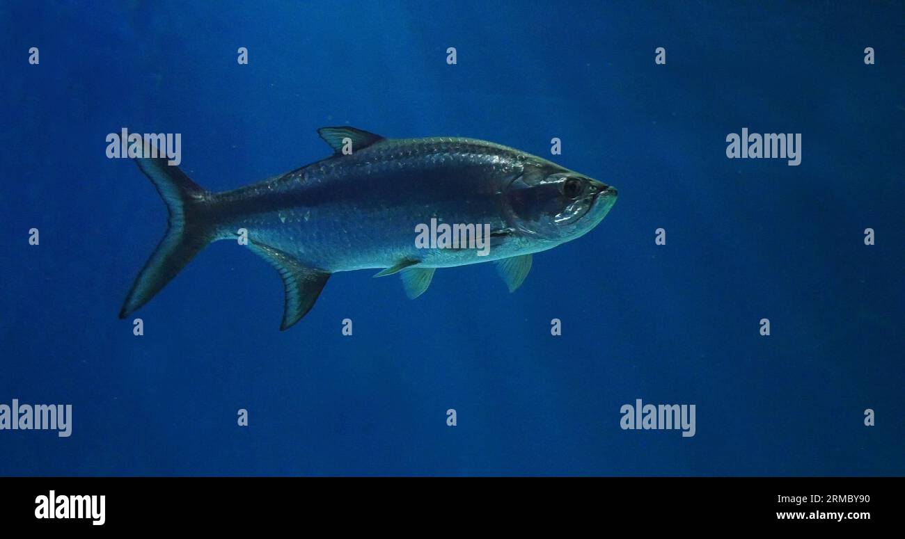 Atlantic Tarpon, megalops atlanticus, Adult Swimming Stock Photo - Alamy