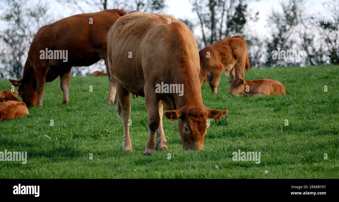 Limousin Domestic Cattle, Cows and Calves, Loire Countryside in France ...