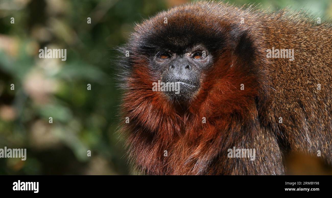 Callicebus cupreus hi-res stock photography and images - Alamy