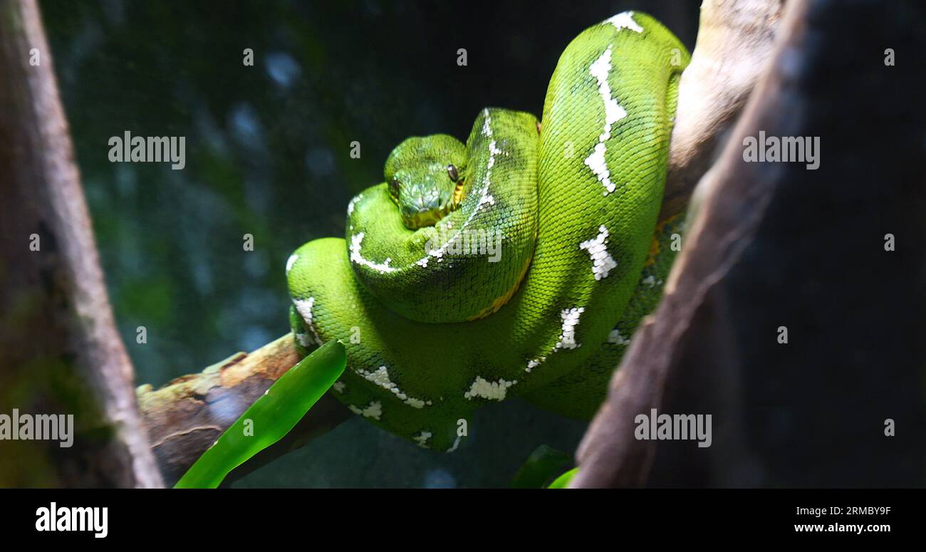 Snake wrapped around tree branch hi-res stock photography and images ...