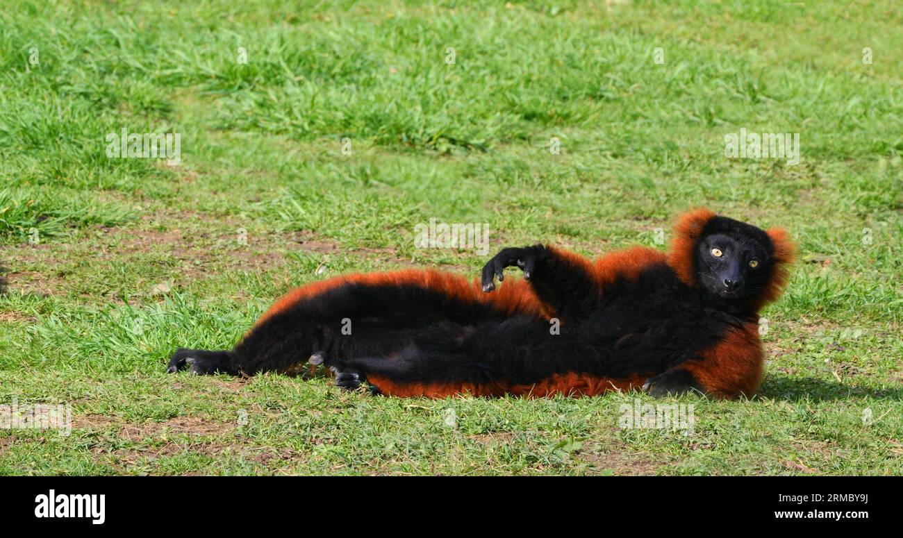Red Ruffed Lemur, lemur variegatus rubra, Adult laying down Stock Photo ...