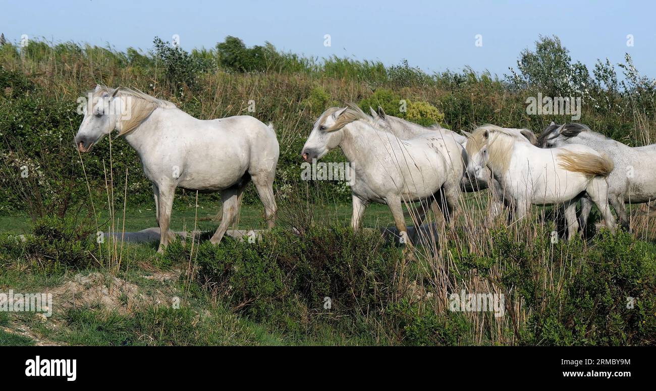 Camargue Horse, Herd standing in Swamp, Saintes Marie de la Mer in ...