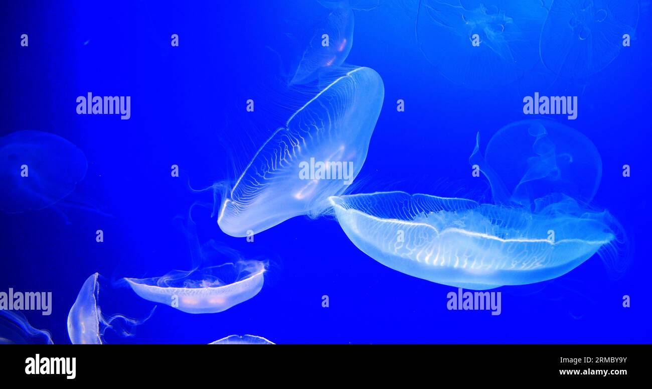Common Jellyfish or Moon Jellyfish, urelia aurita, Group Swimming Stock ...