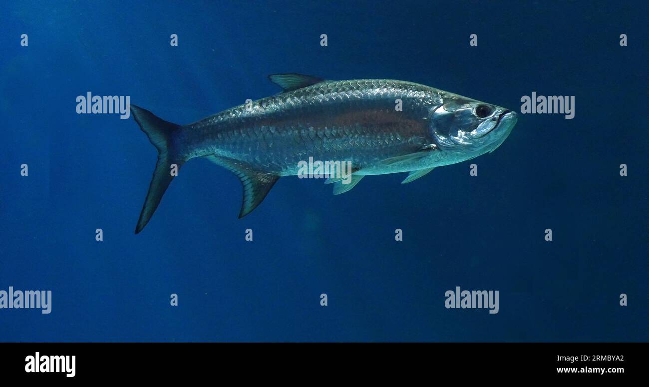 Atlantic tarpon megalops atlanticus adult hi-res stock photography and ...