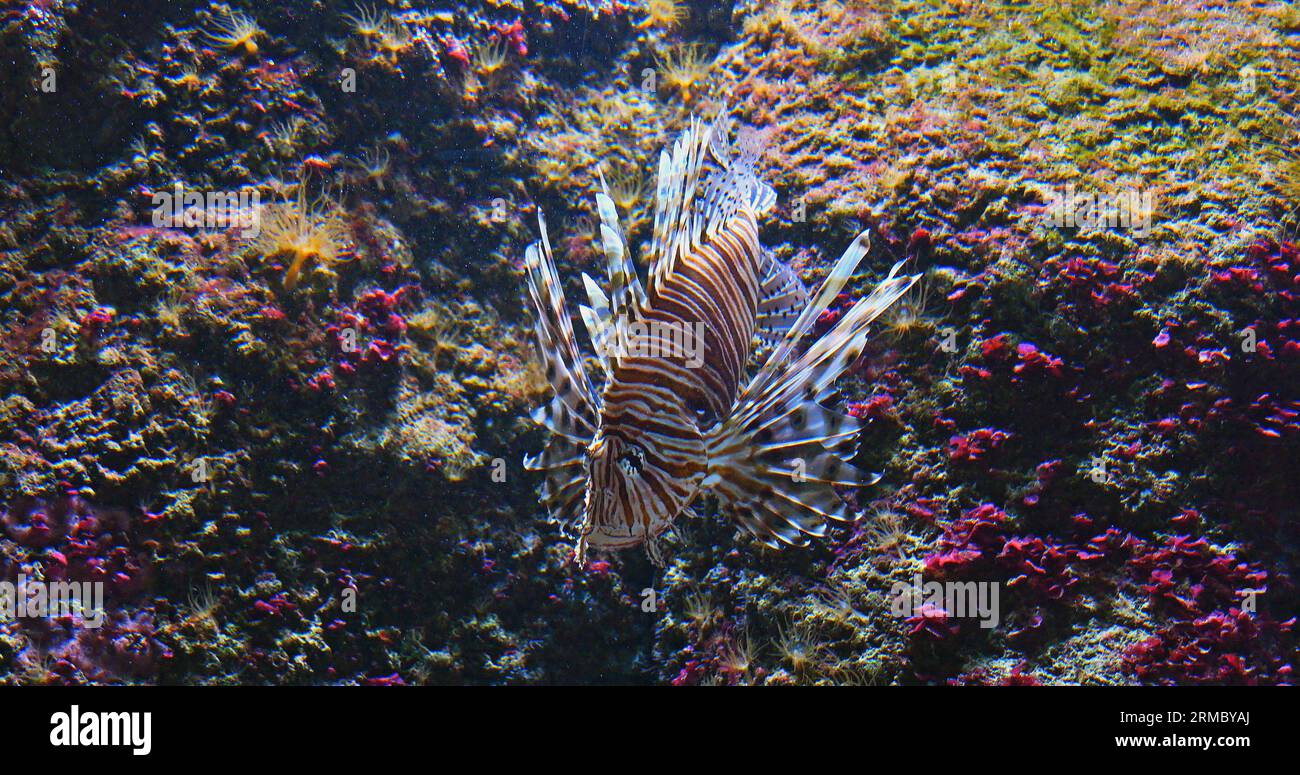 Common Lion Fish, pterois volitans, Venomous Specy, Adult Swimming ...