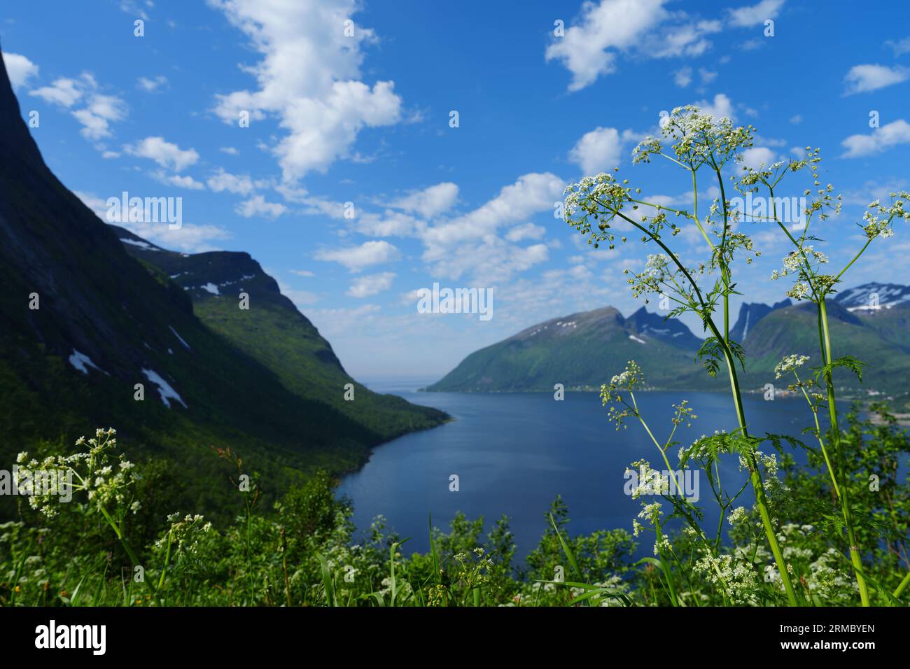Beautiful classic Norwegian summer landscape in the month of July ...