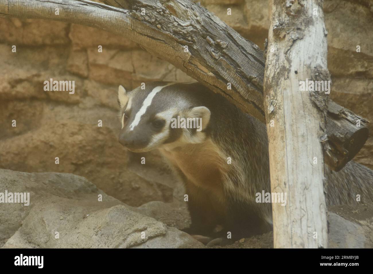 Los Angeles, California, USA 11th August 2023 American Badger at LA Zoo ...
