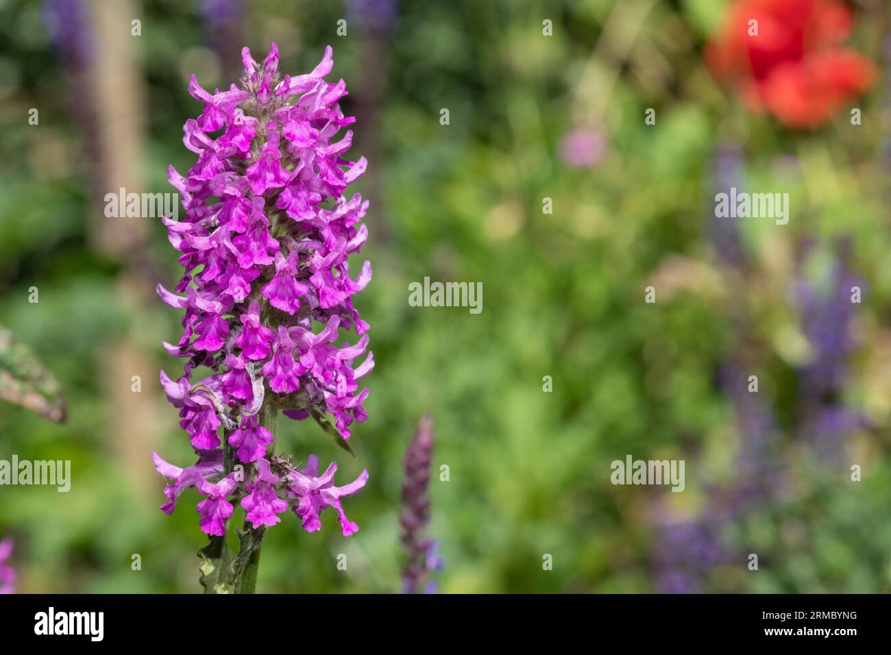 Close up of wood betony hummelo (stachys officinalis) flowers in bloom ...