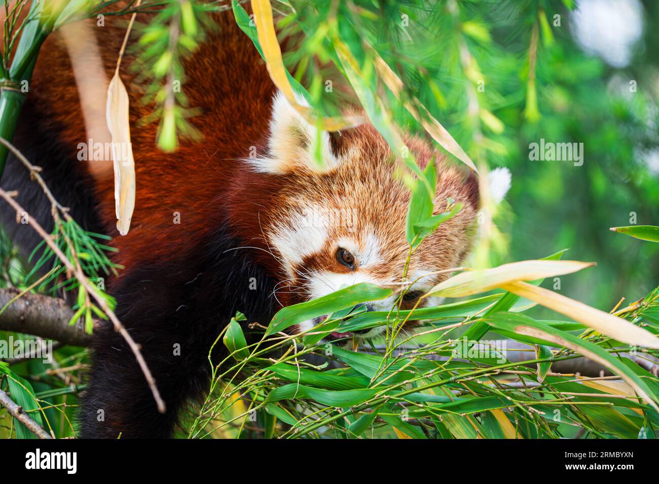 Red panda bear climbing tree. close-up of a rare red panda Stock Photo ...
